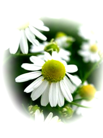 Kamilla tea 100g Naturland - Arcanum GYÓGYSZERTÁR webpatika gyógyszer ...